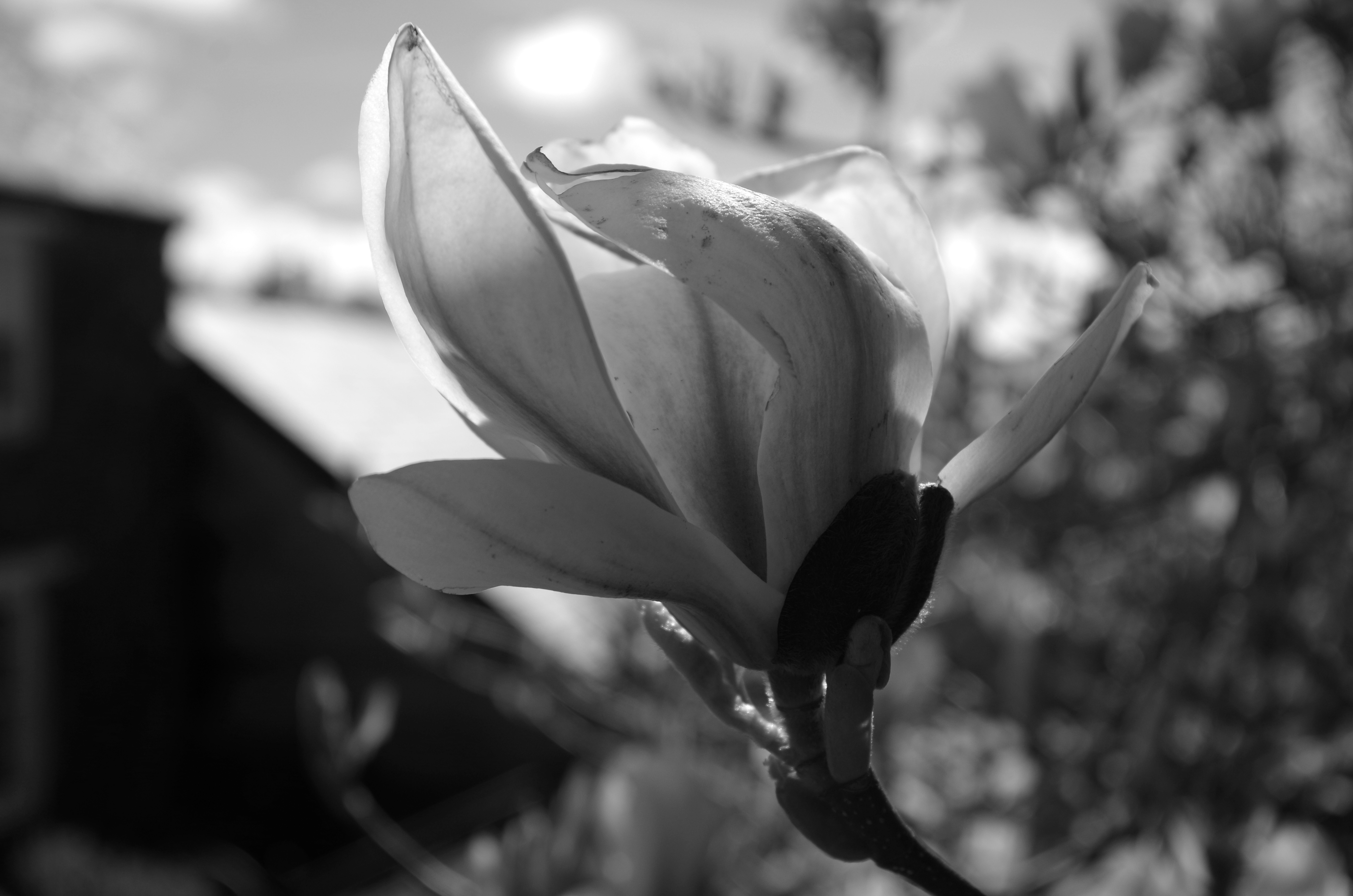 Residencies - Krowji